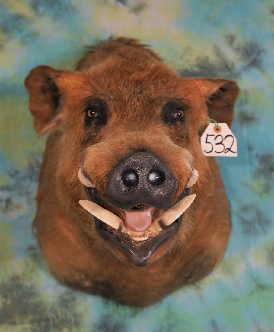 Big Blonde Wild Boar Or "feral Hog" Shoulder Mount Taxidermy Auction