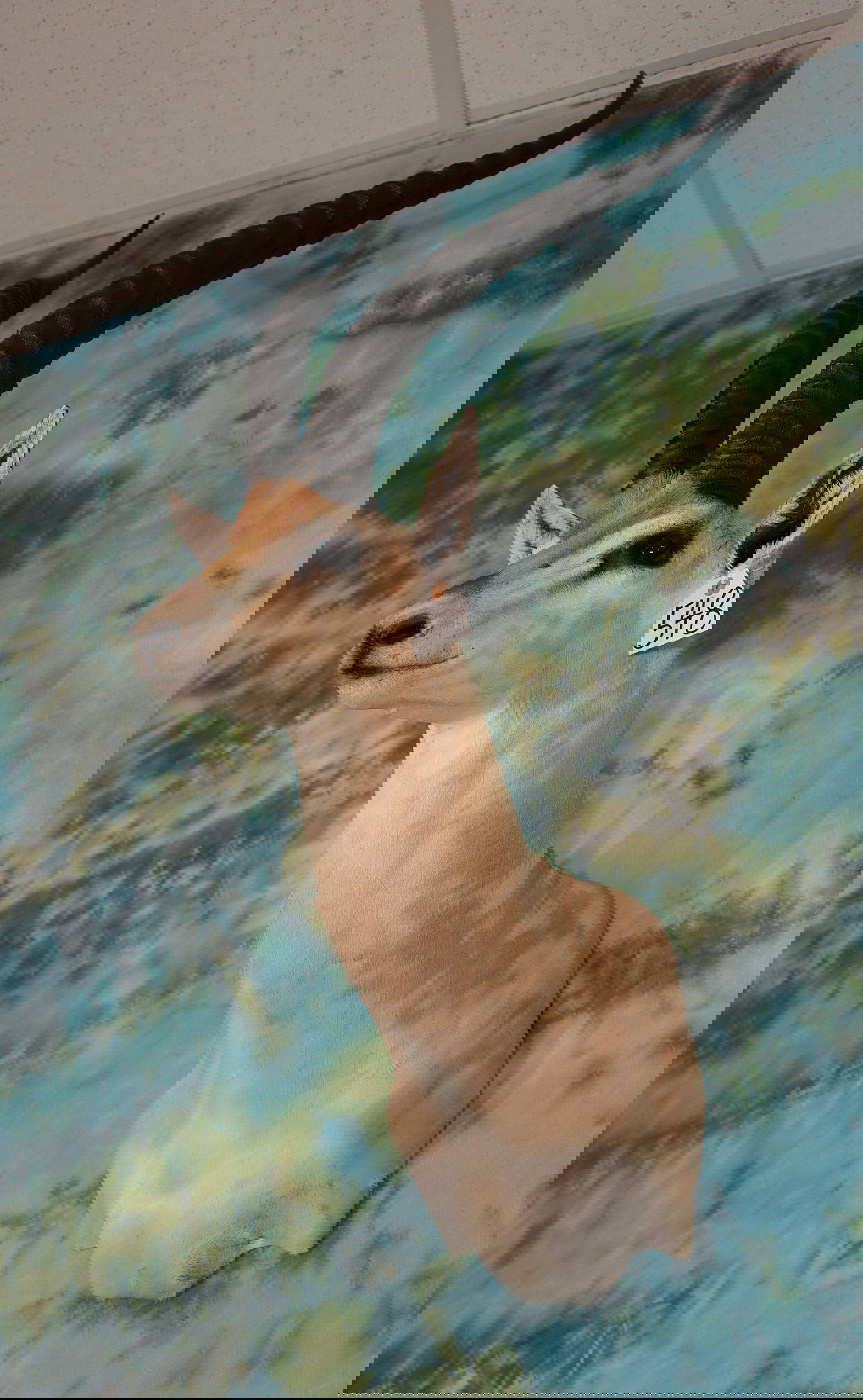 Gorgeous East African Grants Gazelle Shoulder Mount Taxidermy Auction