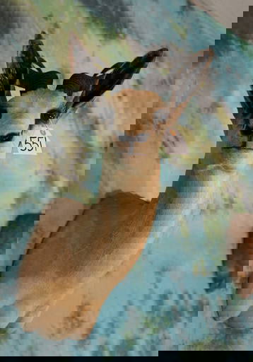 Kalahari Desert Springbuck Shoulder Mount Taxidermy Mount