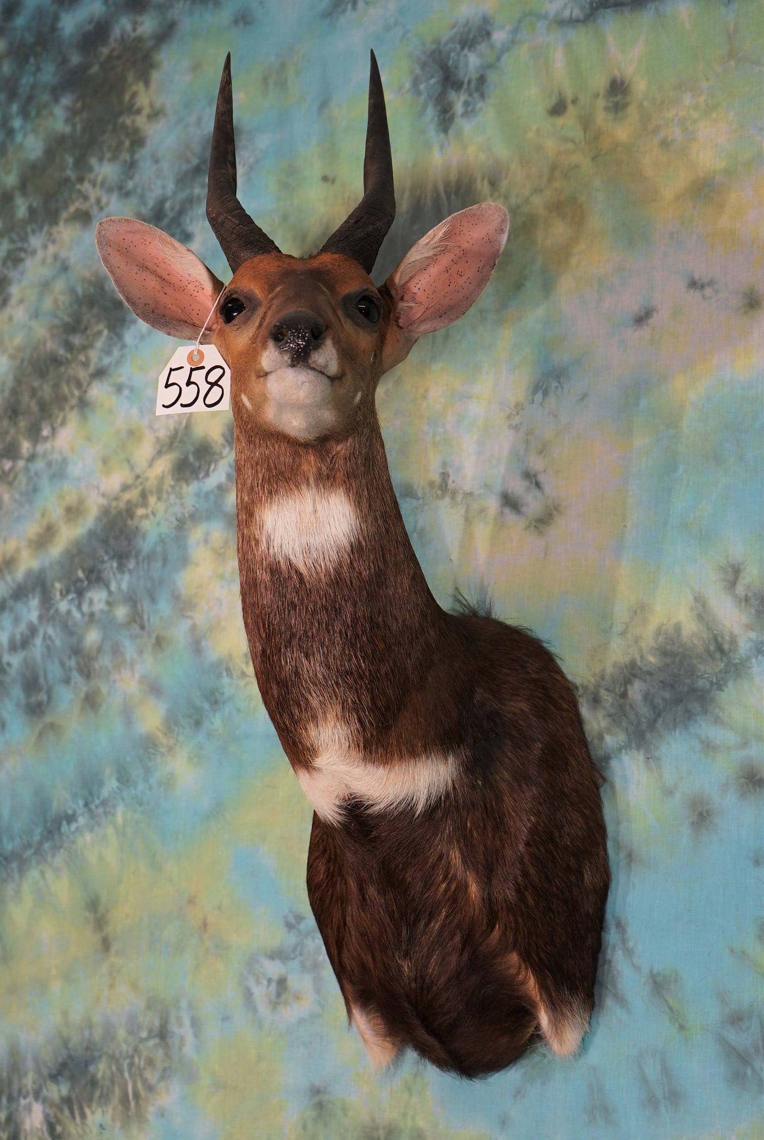 Gorgeous African Masai Bushbuck Antelope Shoulder Mount Taxidermy Auction