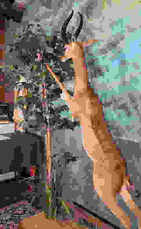 Marvelous Record Book African Gerenuk Gazelle Full Body Taxidermy Mount ...