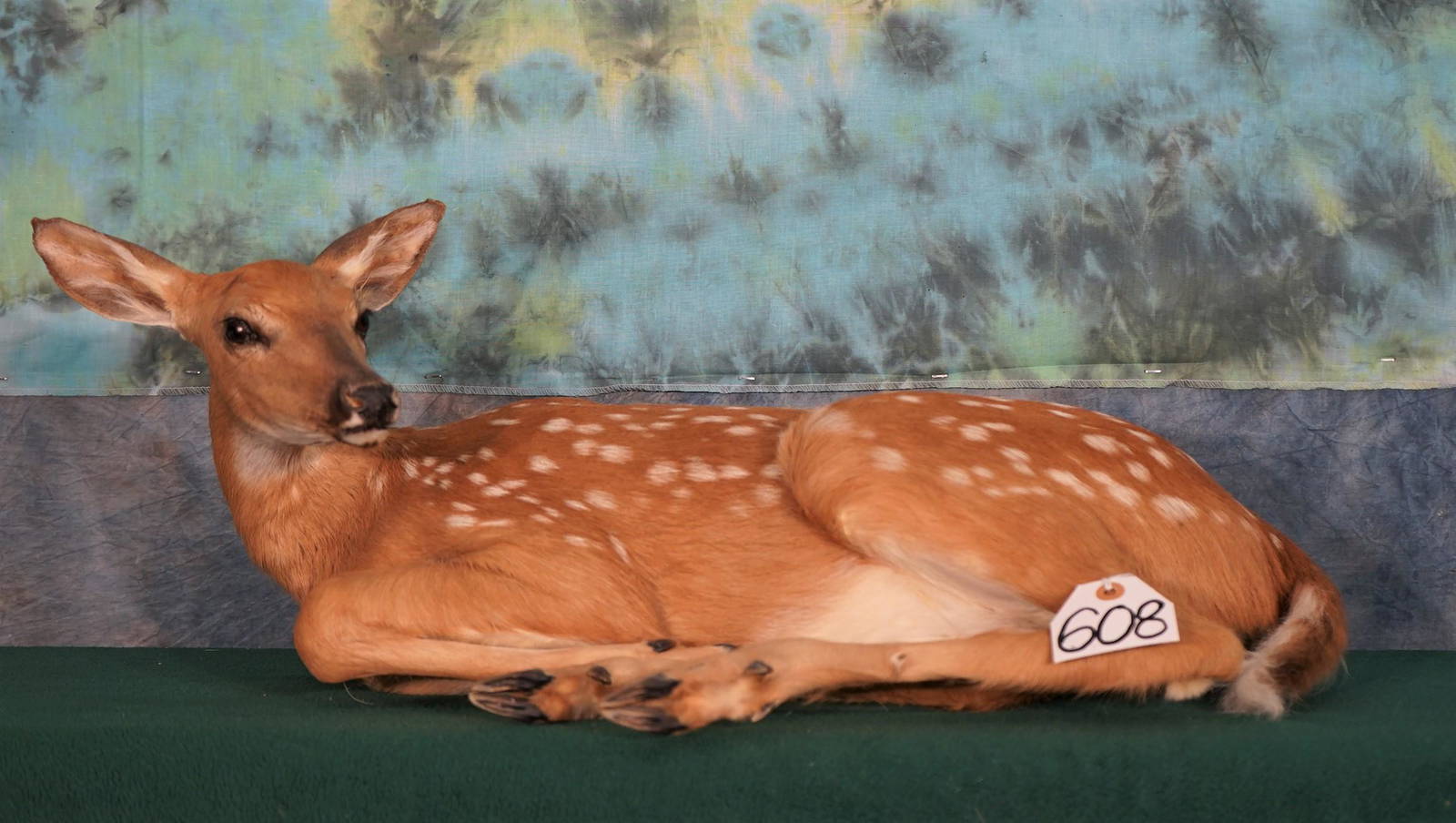 Beautiful Whitetail Deer Fawn Full Body Mount Taxidermy Auction