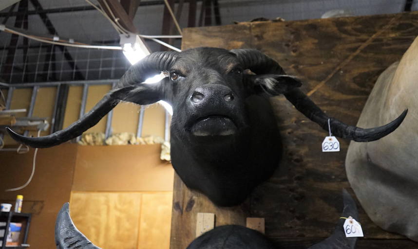 Big & Very Long Horned Water Buffalo Shoulder Mount Taxidermy