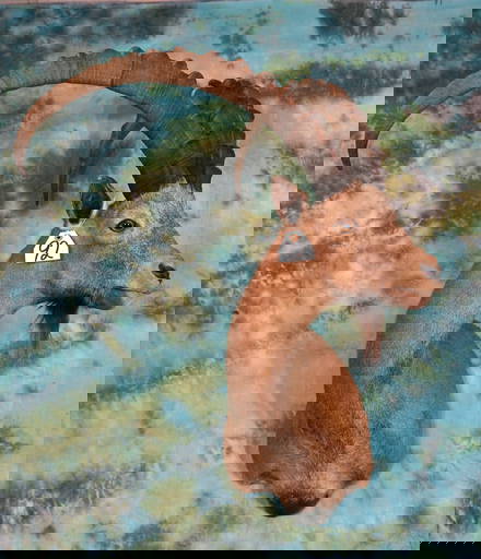 Record Class Gobi Desert Ibex Shoulder Mount Taxidermy