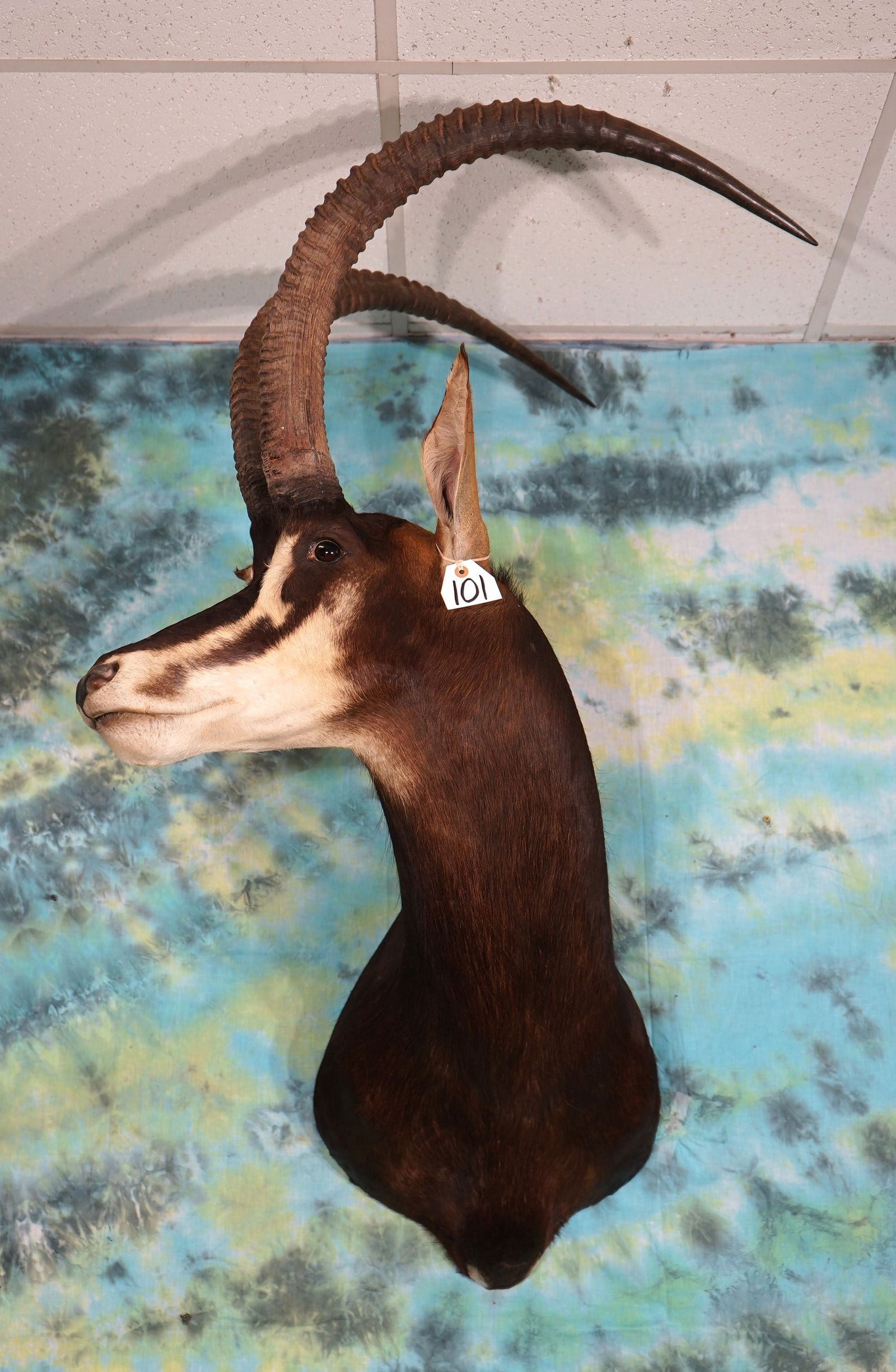 Beautiful Common African Sable Antelope Shoulder Mount Taxidermy