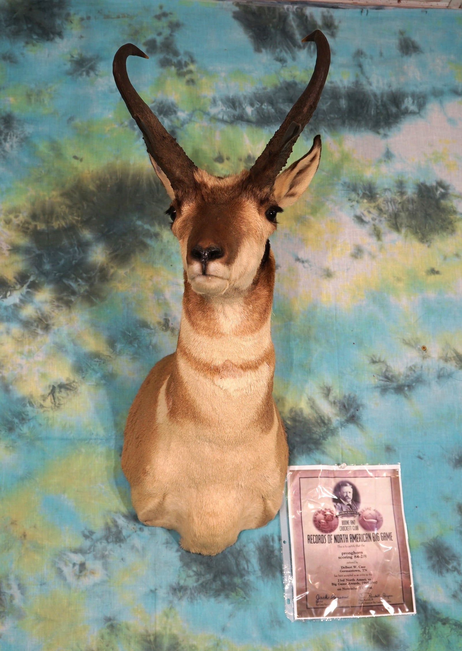 84 2/8" Net Pronghorn Antelope Shoulder Record Book Boone & Crockett ...