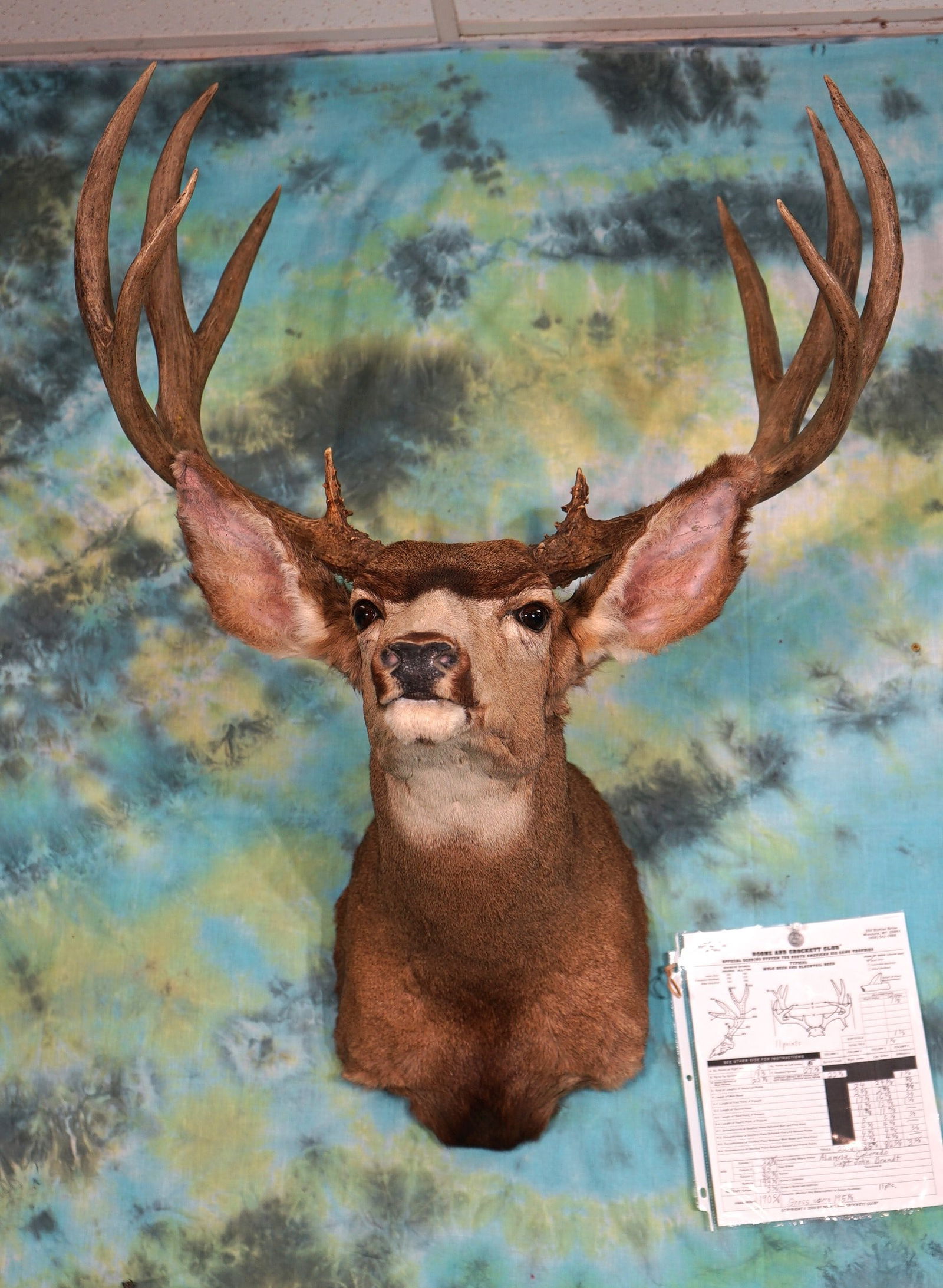 190 6/8" Net Typical Mule Deer Shoulder Record Book Boone & Crockett ...
