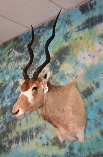 Beautiful Addax Antelope Shoulder Mount Taxidermy
