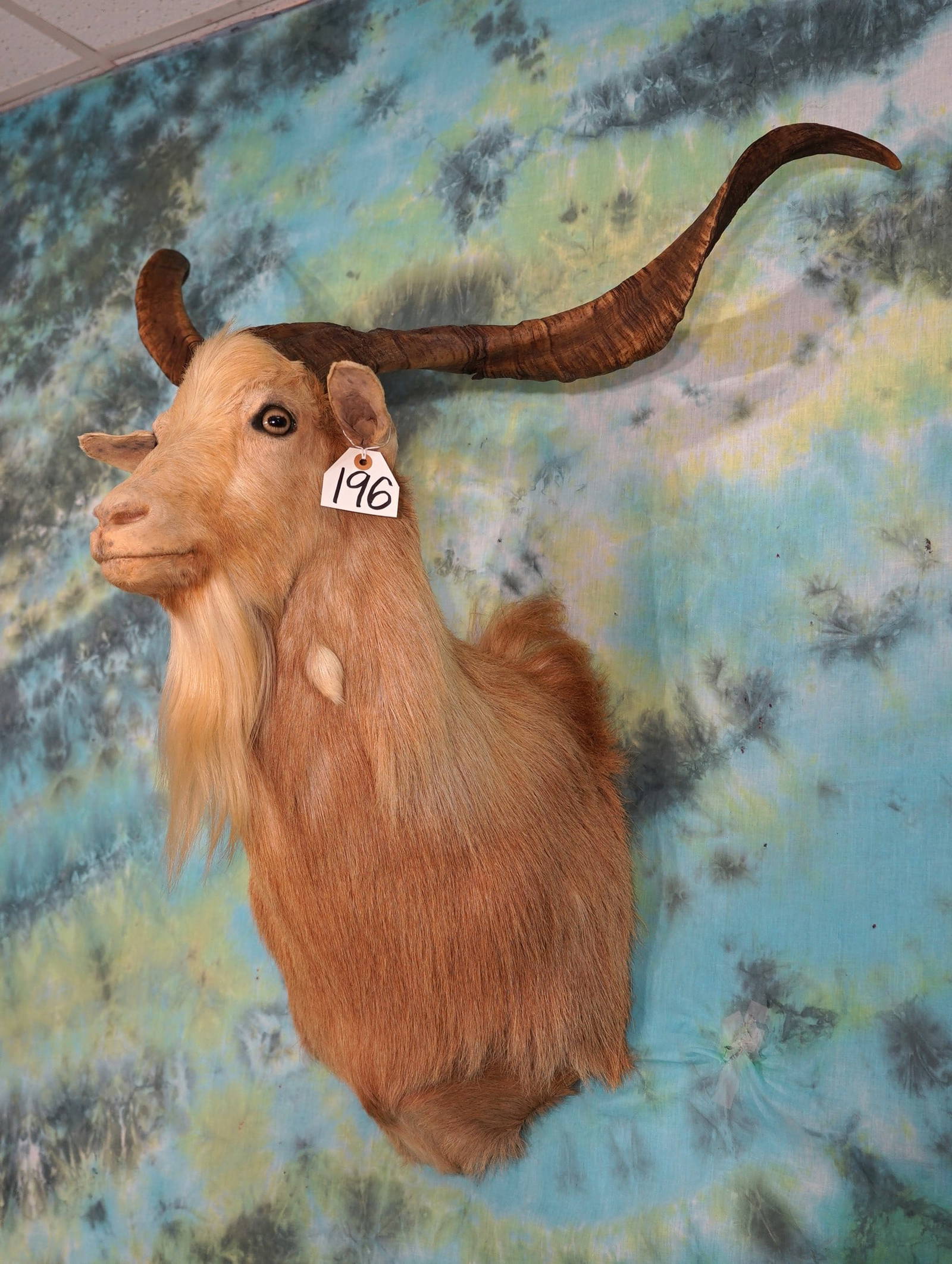 Big Catalina Goat Shoulder Mount Taxidermy Auction