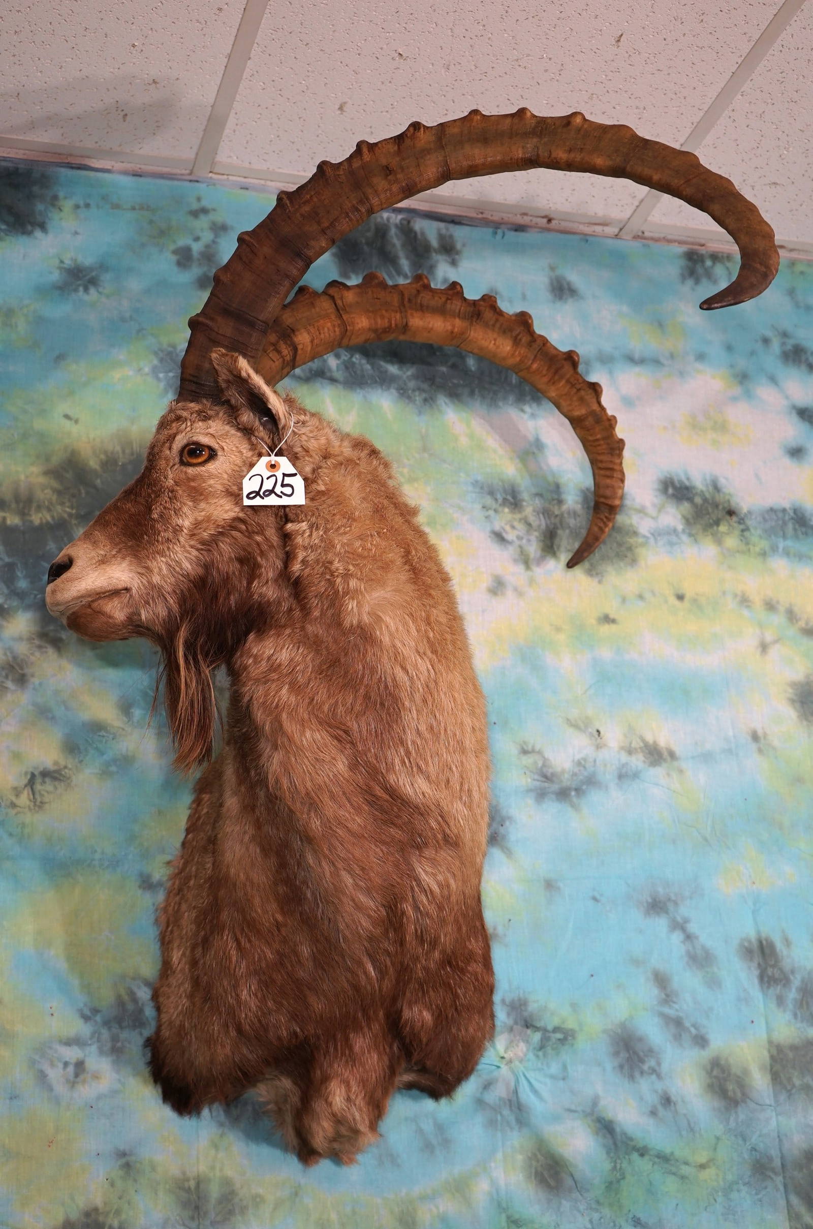 Spectacular Siberian Ibex Shoulder Mount Taxidermy Auction