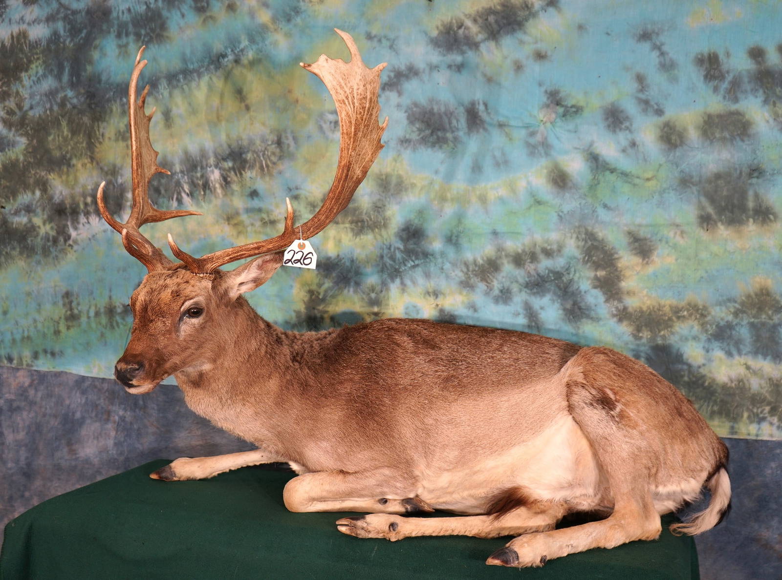 Pretty Fallow Deer Full Body Taxidermy Mount Auction