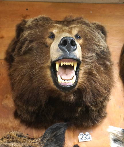 Brown Bear Shoulder Mount Taxidermy