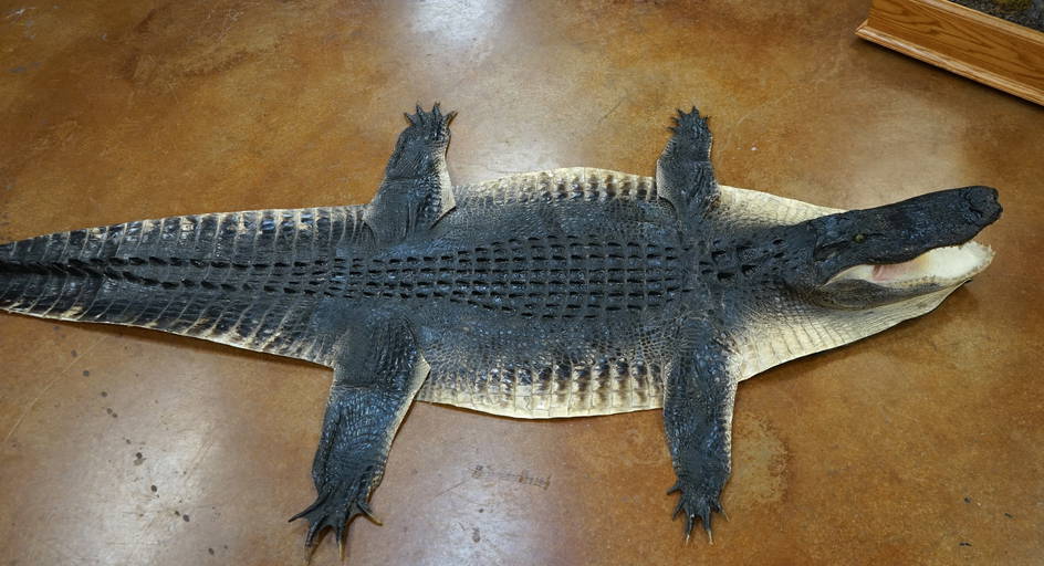 Cool Alligator Rug Taxidermy Mount