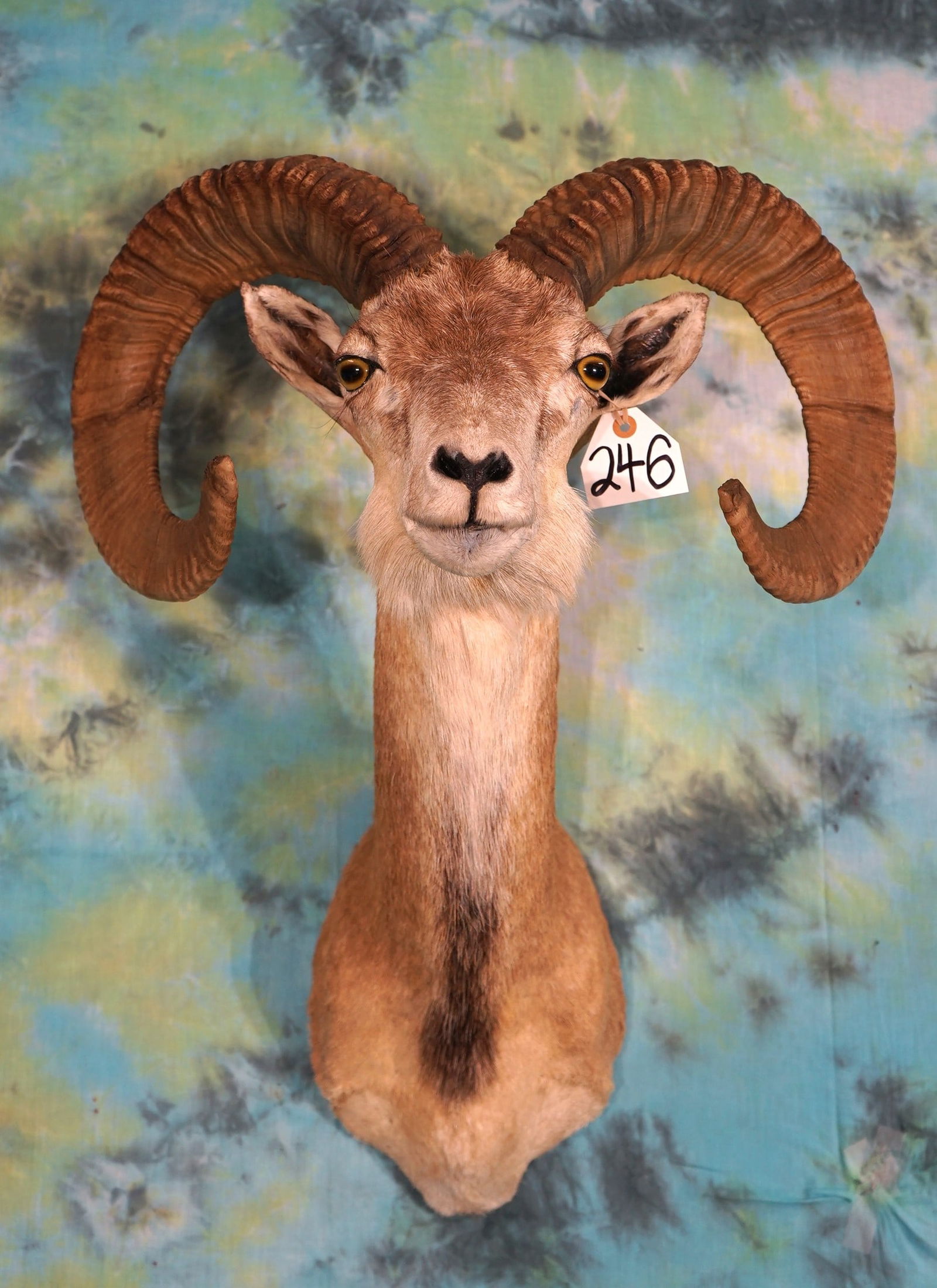 Trans Caspian Urial Sheep Shoulder Taxidermy Ram Mount **texas ...