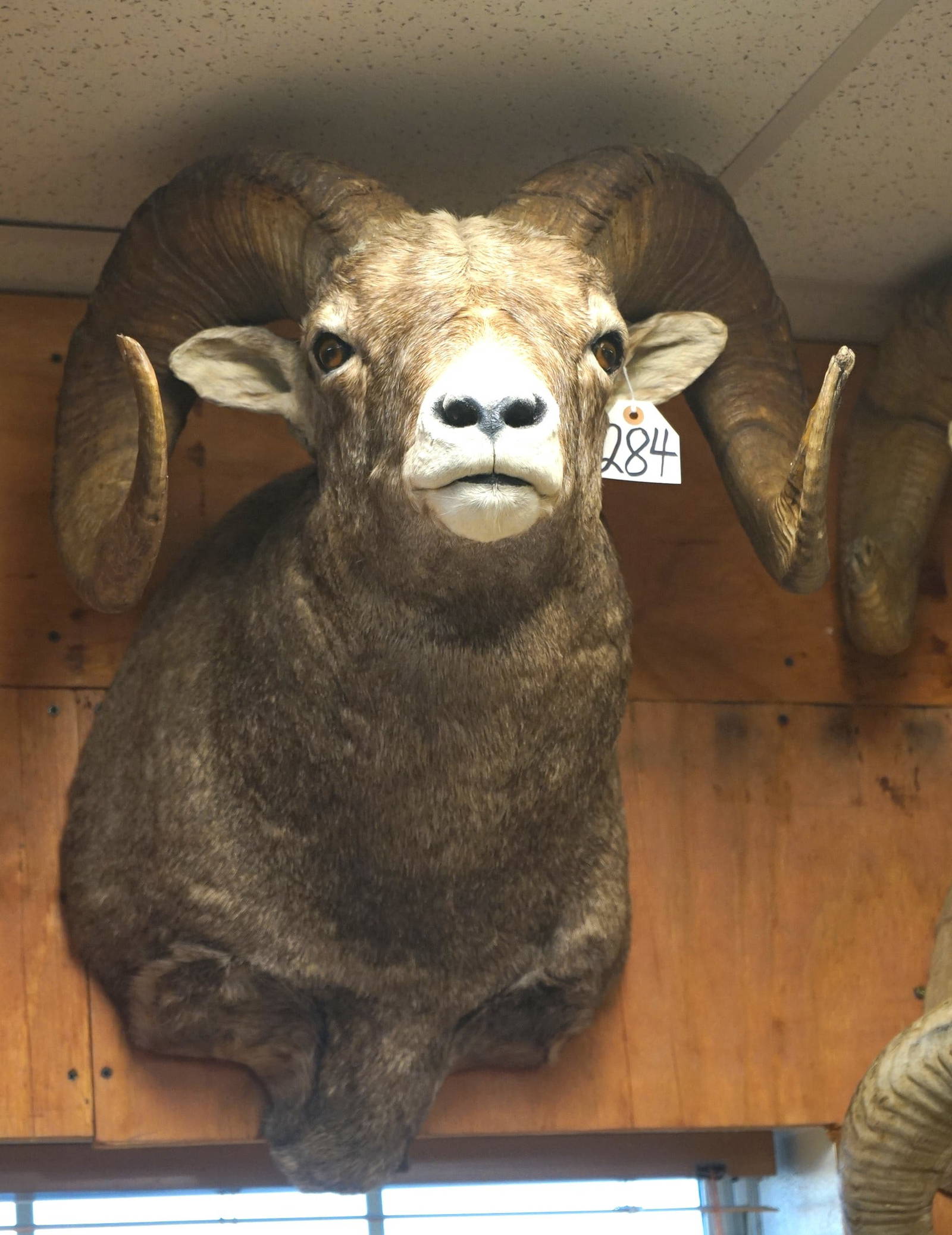 Awards Book Rocky Mountain Bighorn Sheep Shoulder Taxidermy Mount Auction