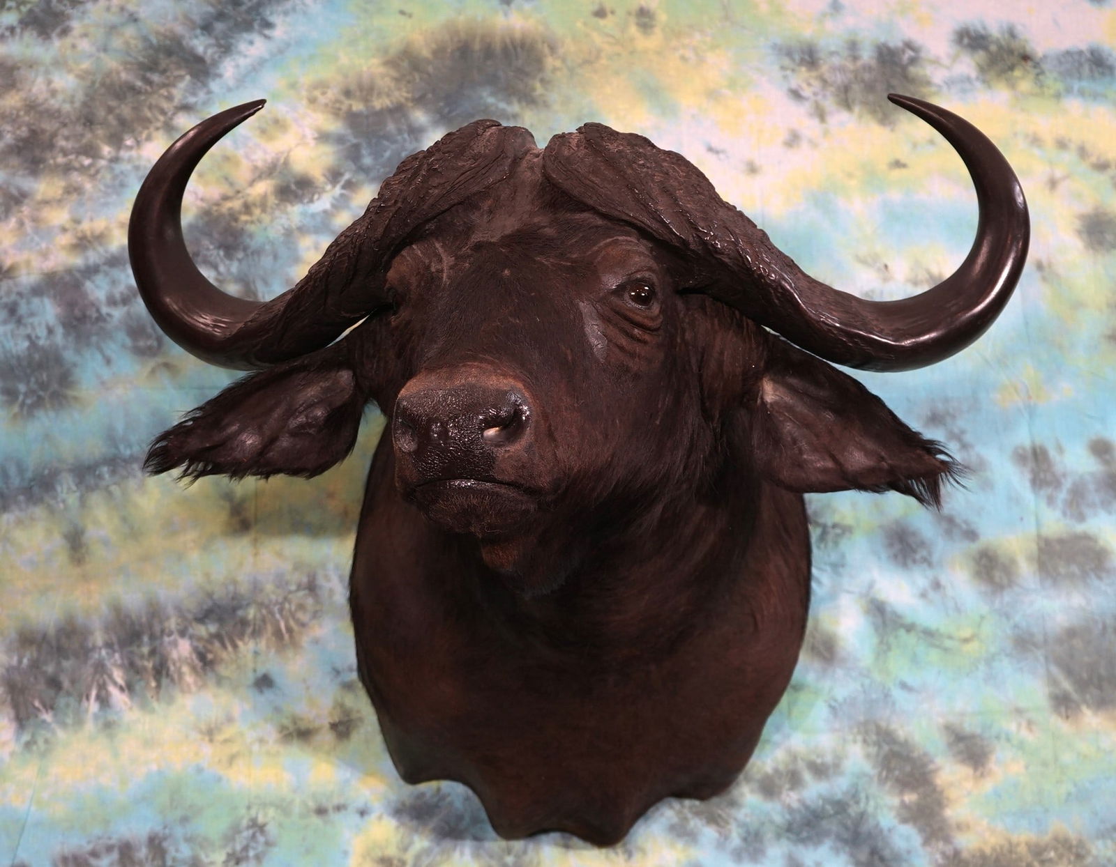 Nice 40" African Cape Buffalo Shoulder Taxidermy Mount