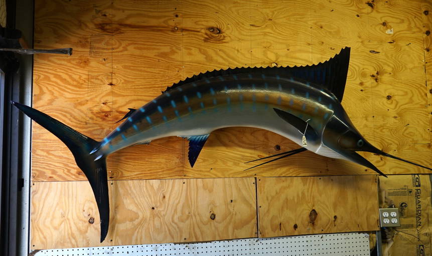 8ft. & 2" Long Blue Marlin Fiberglass Reproduction Taxidermy Fish Mount