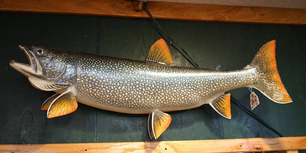 36" Fiberglass Reproduction Lake Trout Taxidermy Fish Mount