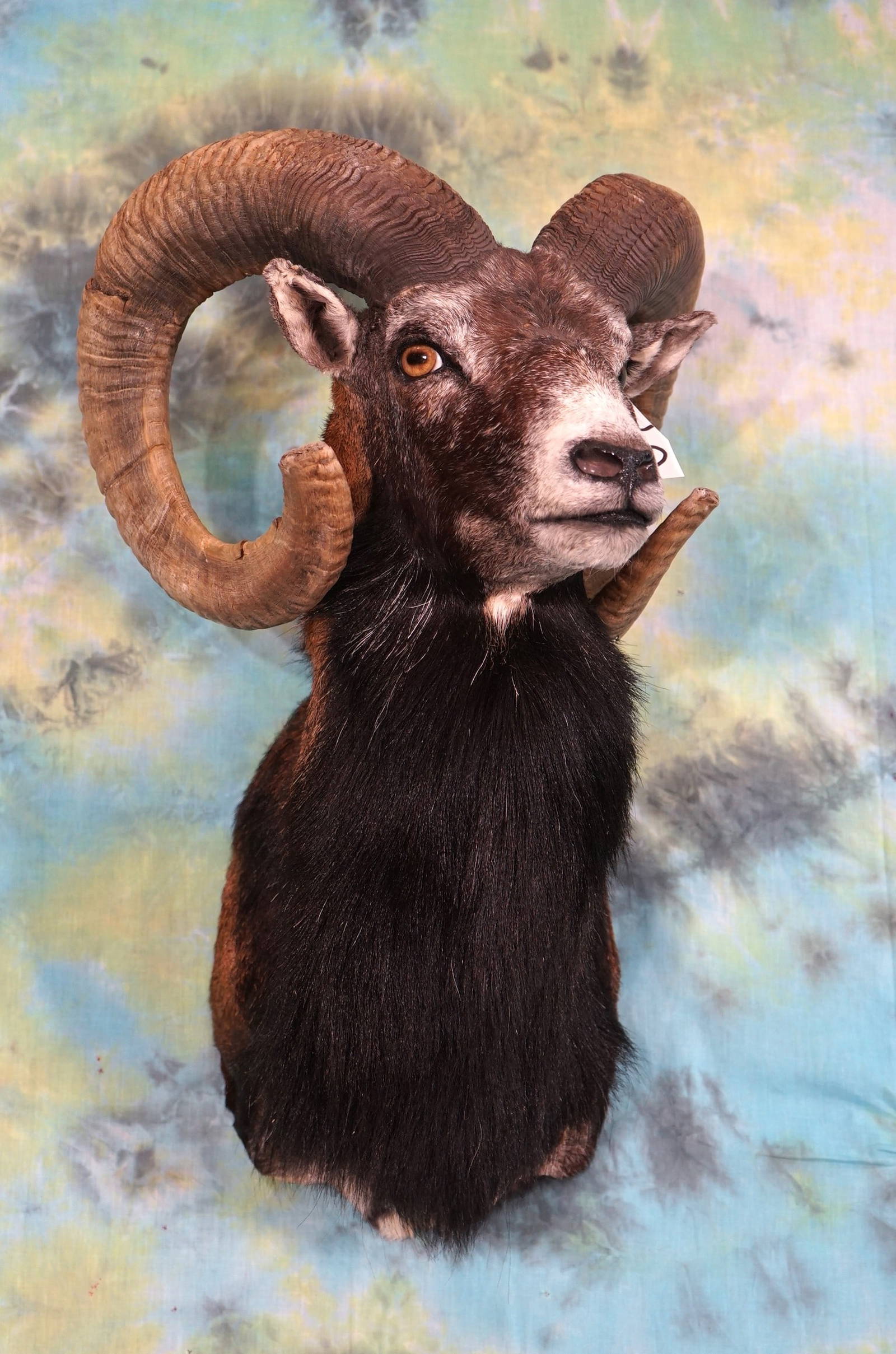 European Mouflon Sheep Shoulder Mount Taxidermy Auction