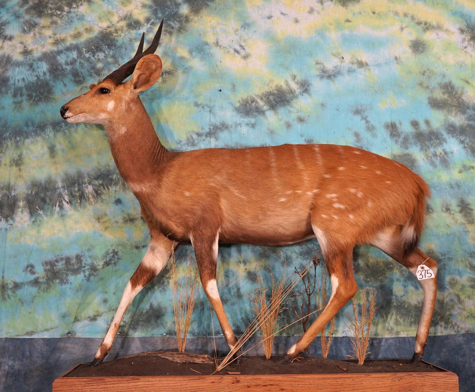 African Chobe Bushbuck Full Body Mount Taxidermy Auction