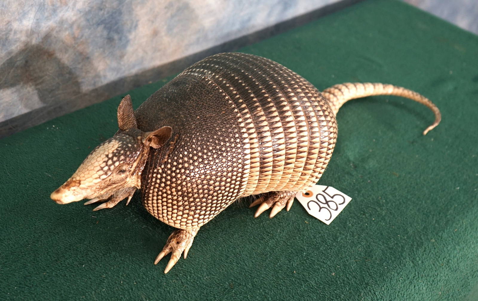 Armadillo Full Body Taxidermy Mount Auction