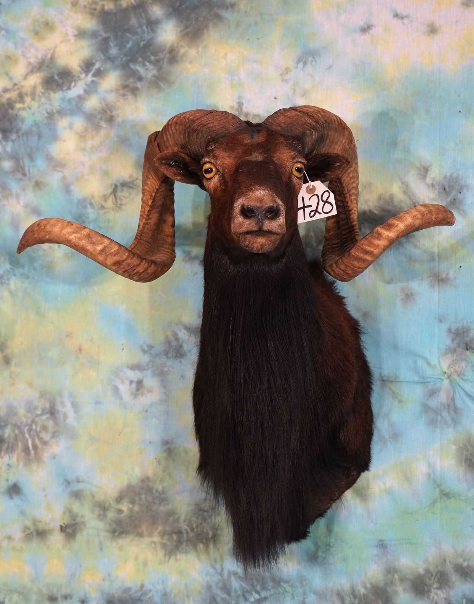 Black Hawaiian Sheep Shoulder Mount Taxidermy Auction