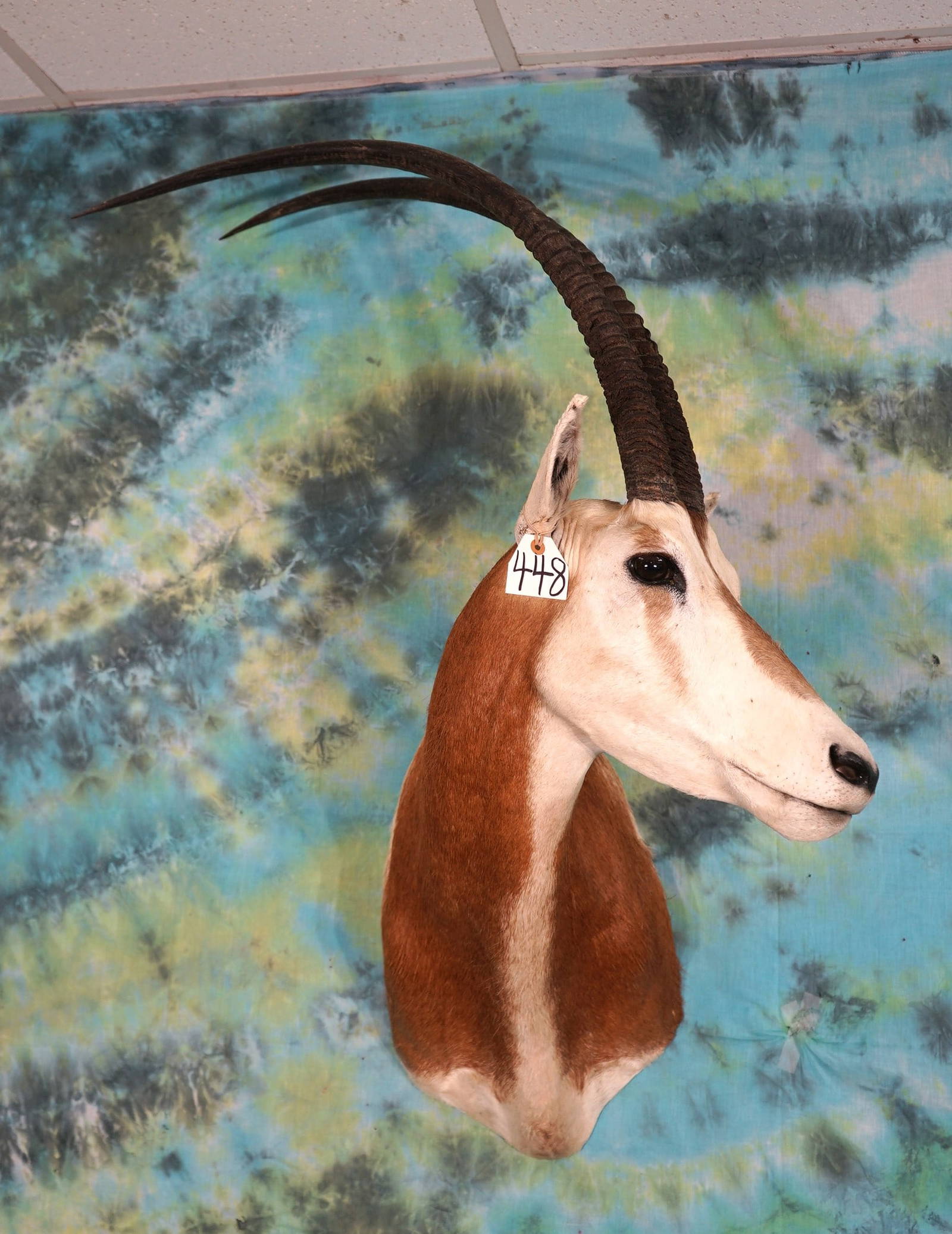 Scimitar Horned Oryx Shoulder Mount Taxidermy Auction