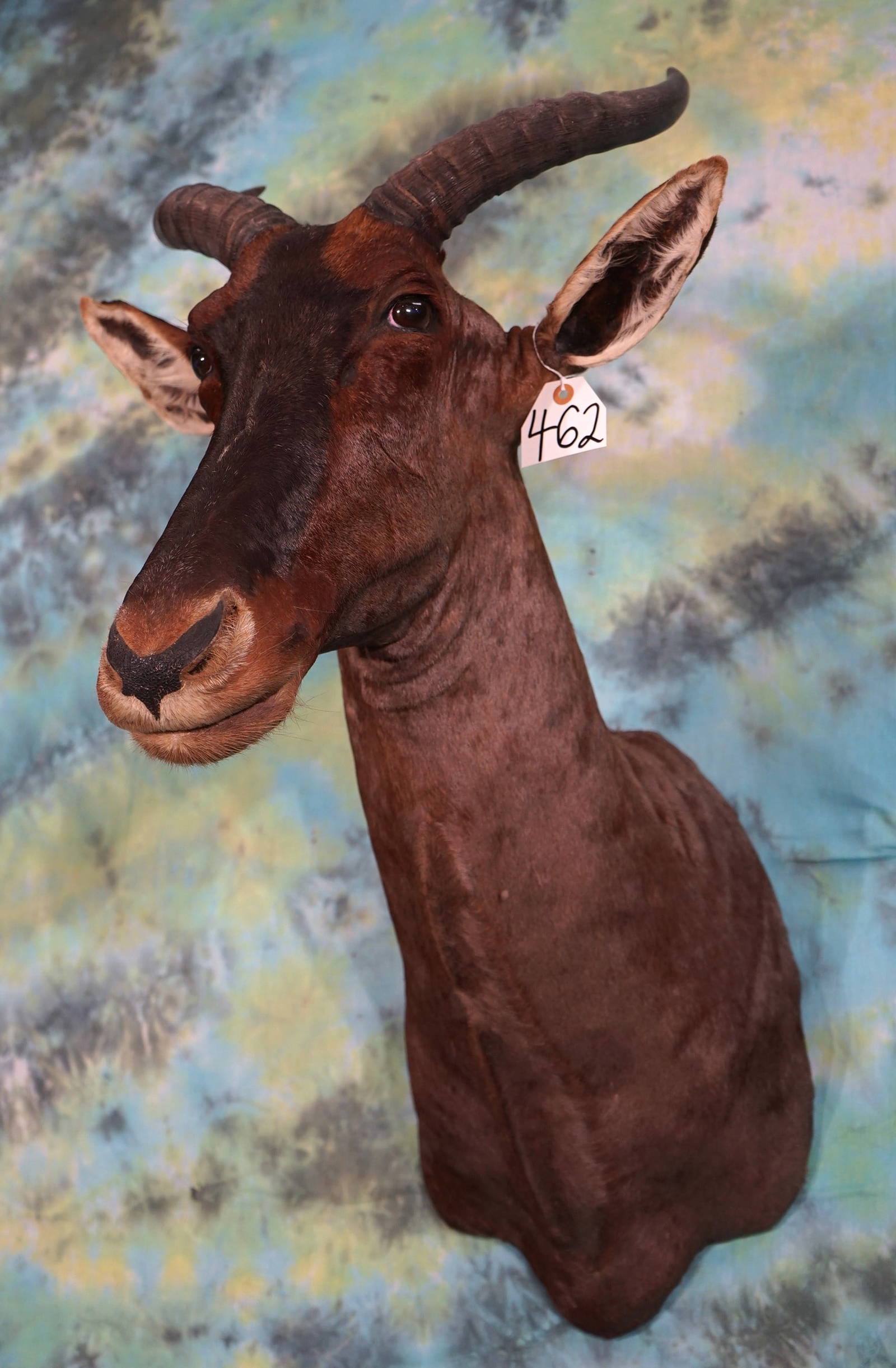 African Tsessebe Antelope Shoulder Mount Taxidermy Auction