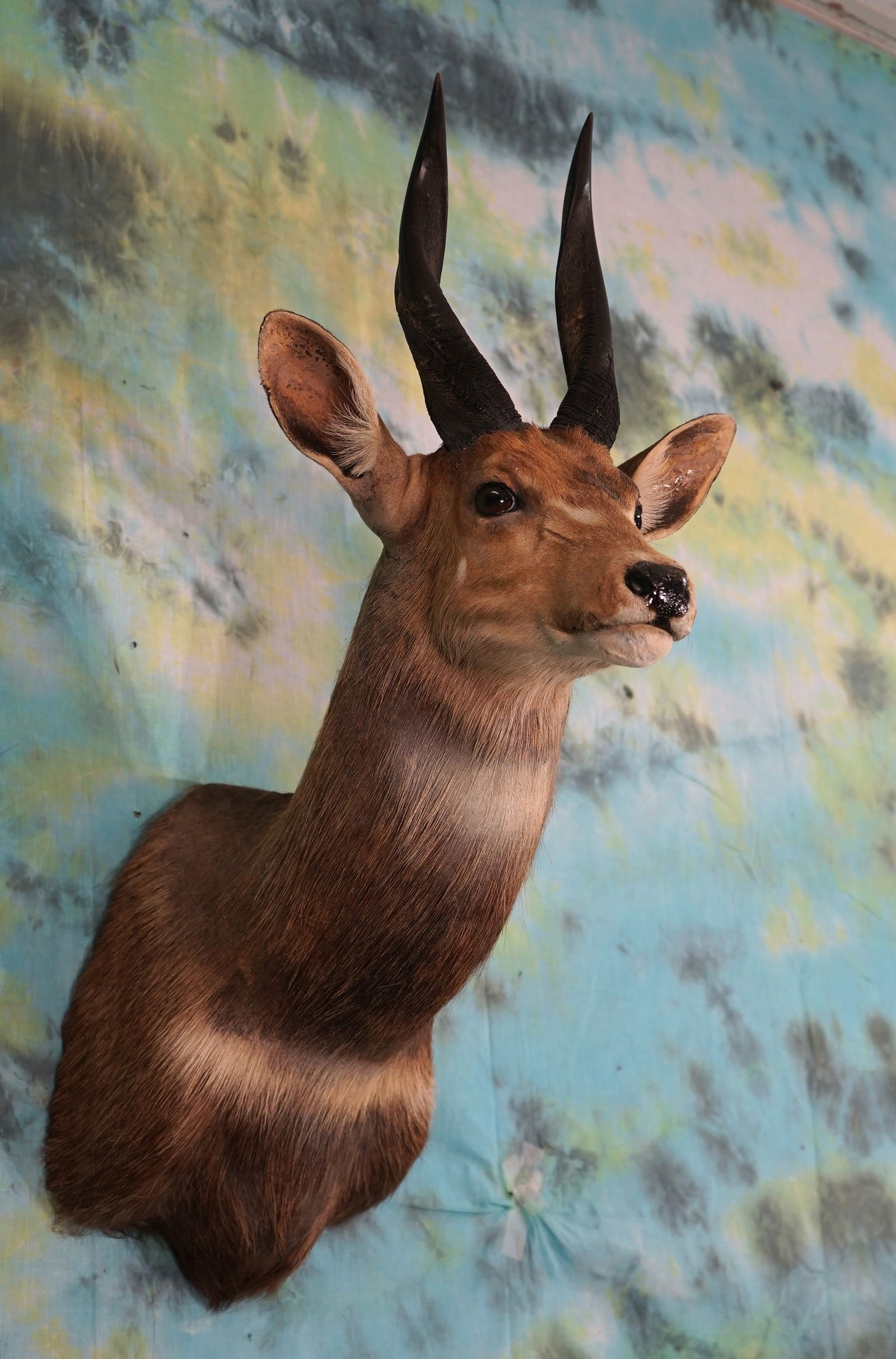 African Masai Bushbuck Antelope Shoulder Taxidermy Mount Auction