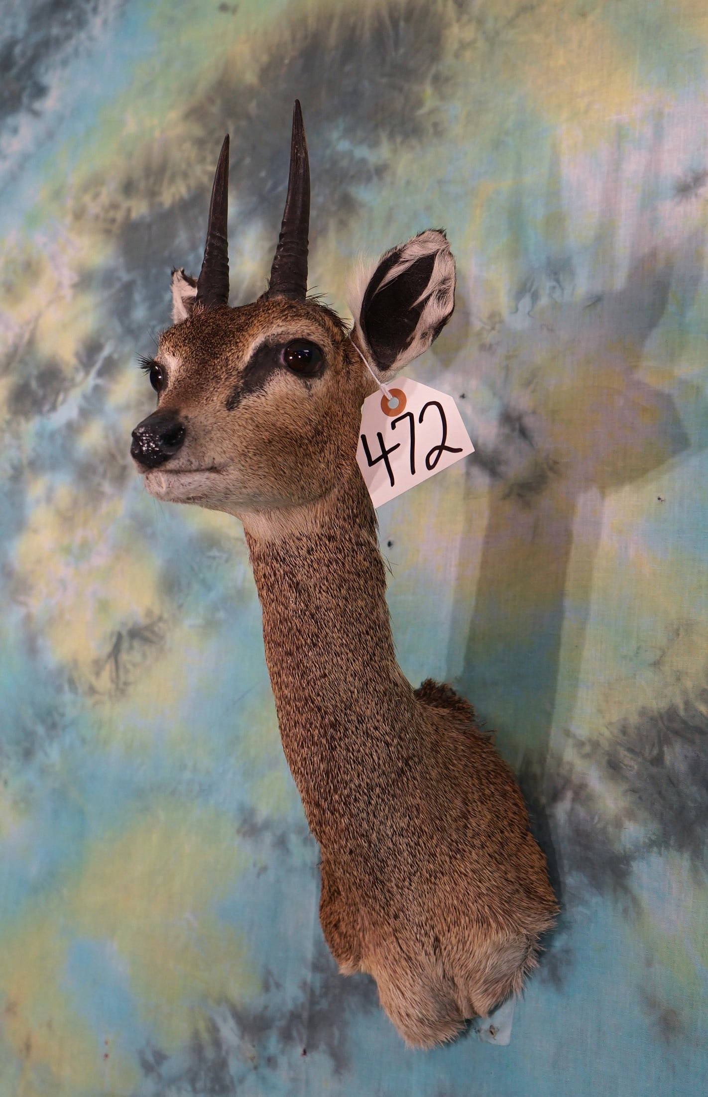 African Klipspringer Pygmy Antelope Shoulder Mount Taxidermy Auction