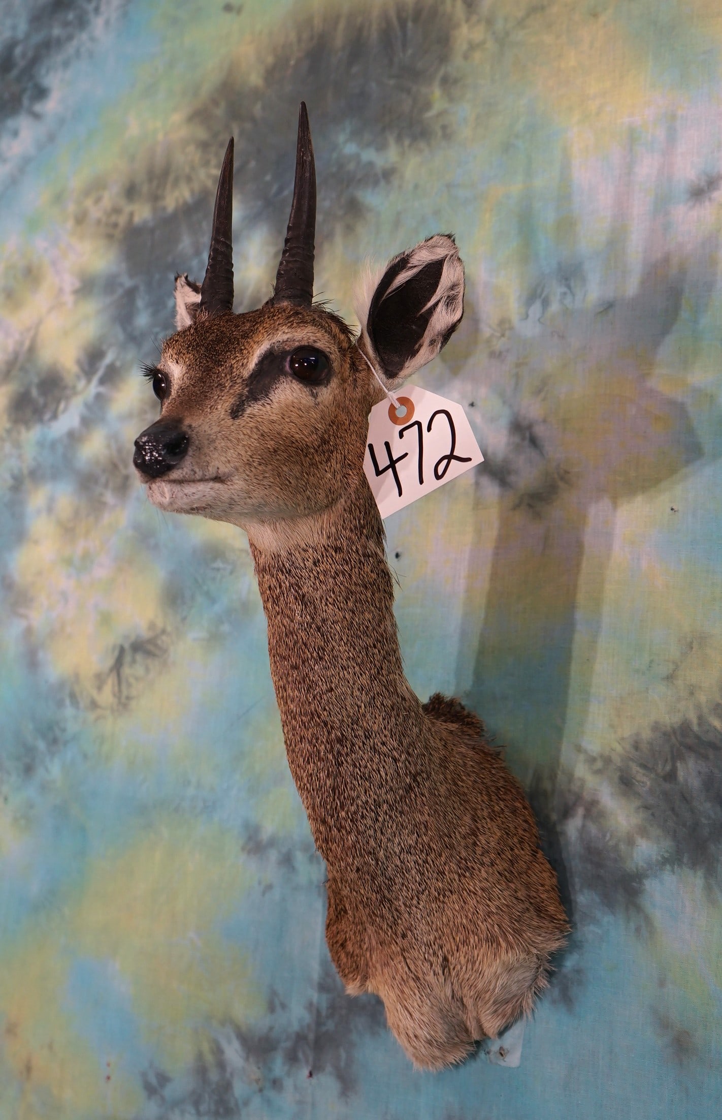African Klipspringer Pygmy Antelope Shoulder Mount Taxidermy Auction