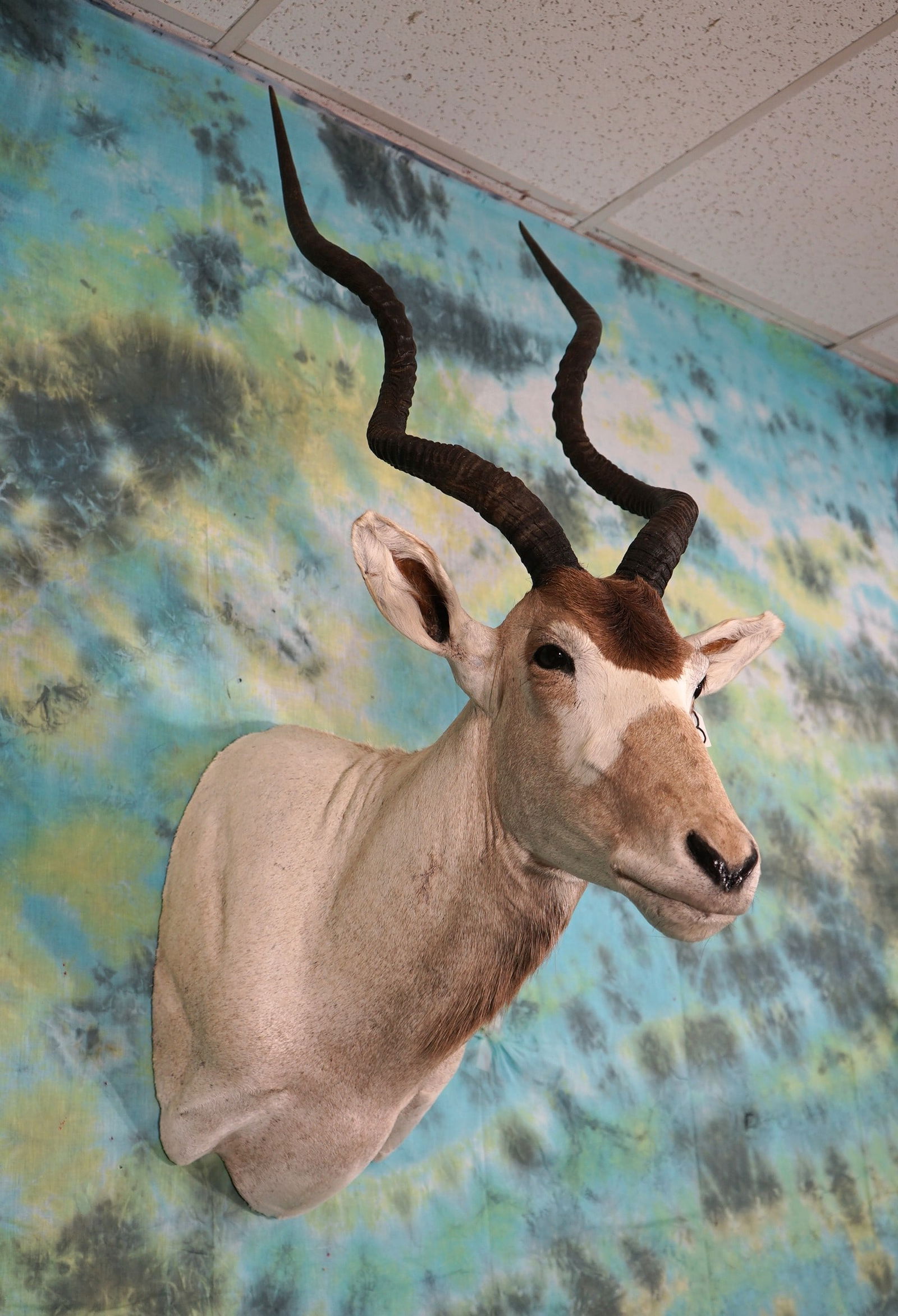 Gorgeous Addax Antelope Shoulder Taxidermy Mount Auction