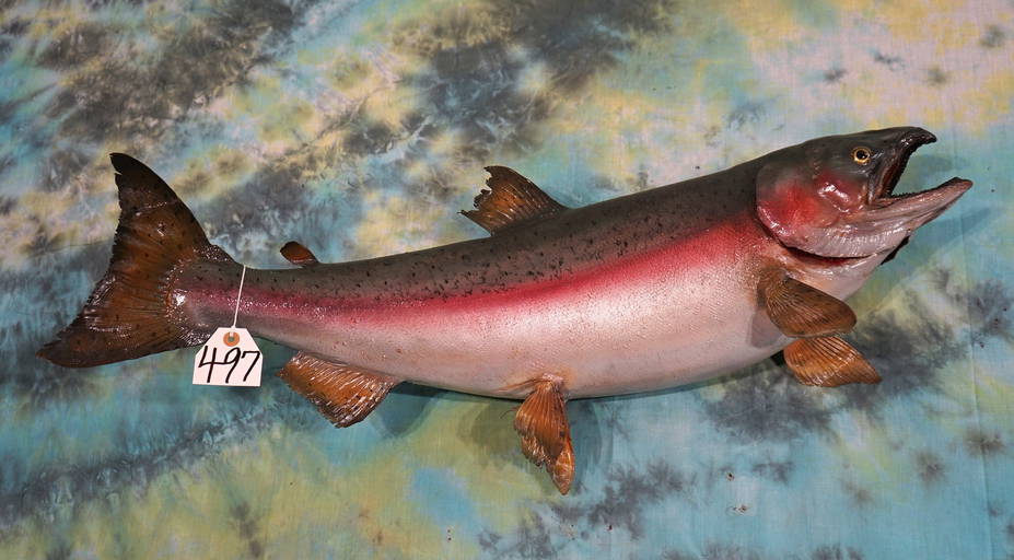 33" Real Skin Steelhead Trout Taxidermy Fish Mount