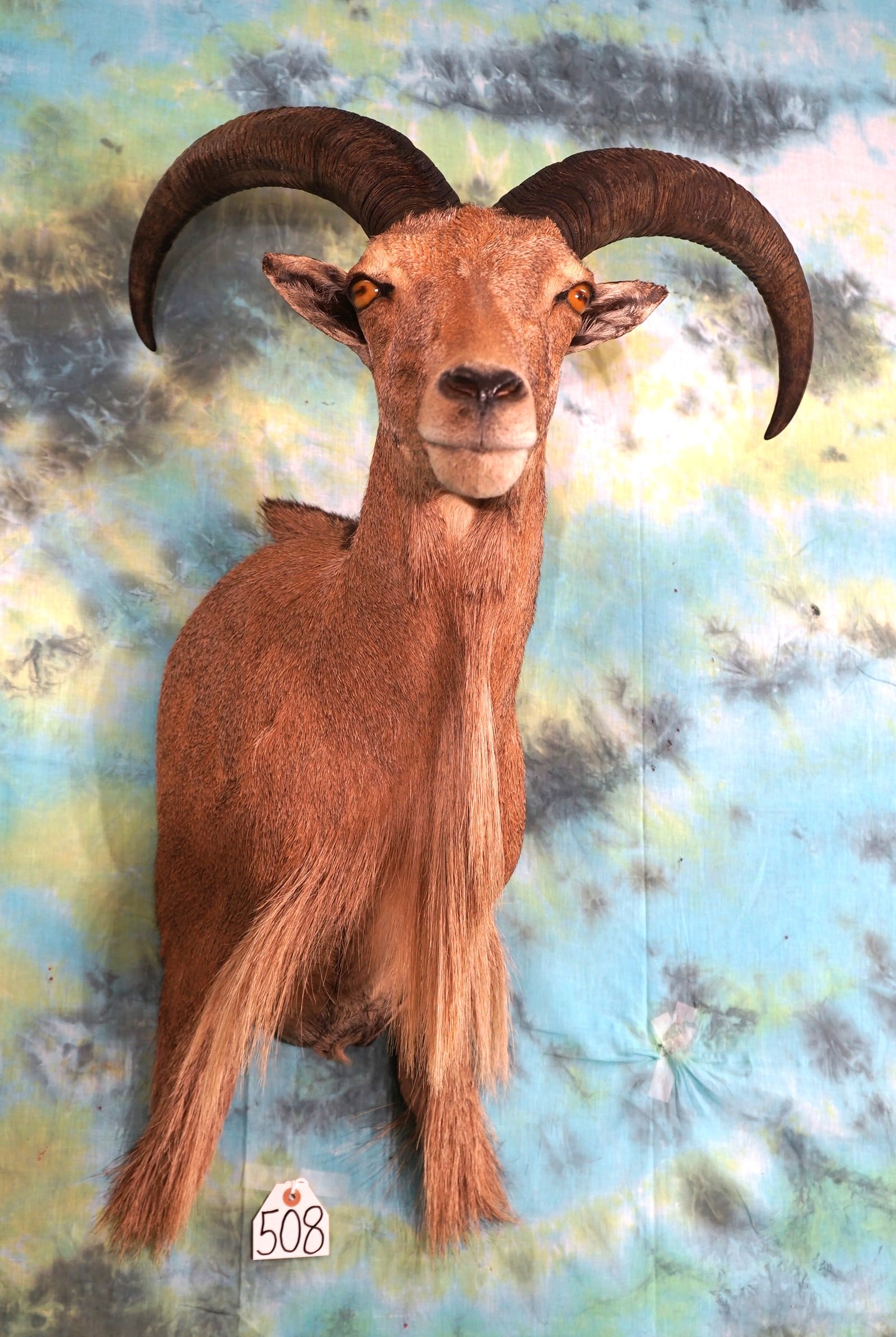 Aoudad "barbary Coast" Sheep Shoulder Taxidermy Ram Mount Auction