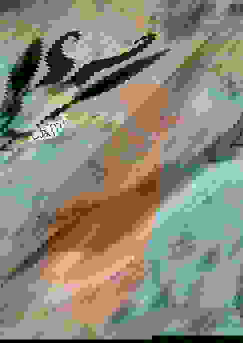 African Common Springbuck Gazelle Shoulder Mount Taxidermy Auction