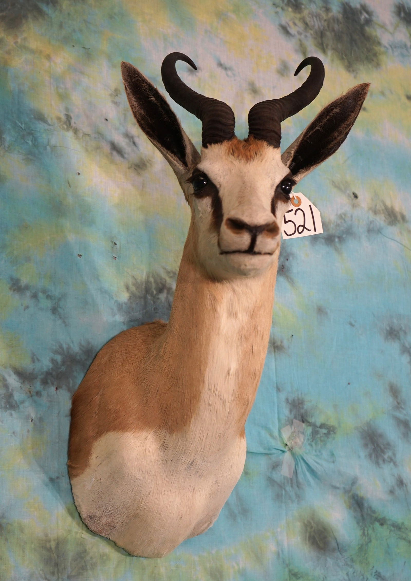 African Common Springbuck Gazelle Shoulder Mount Taxidermy Auction
