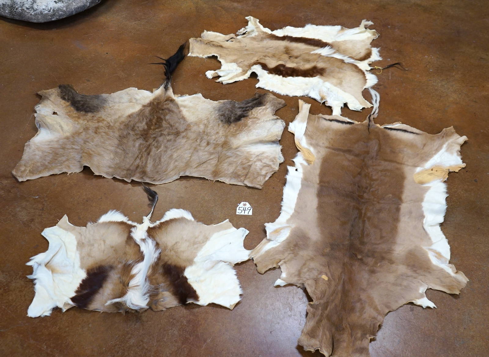 (4) Tanned African Antelope & Gazelle Skins Taxidermy Auction