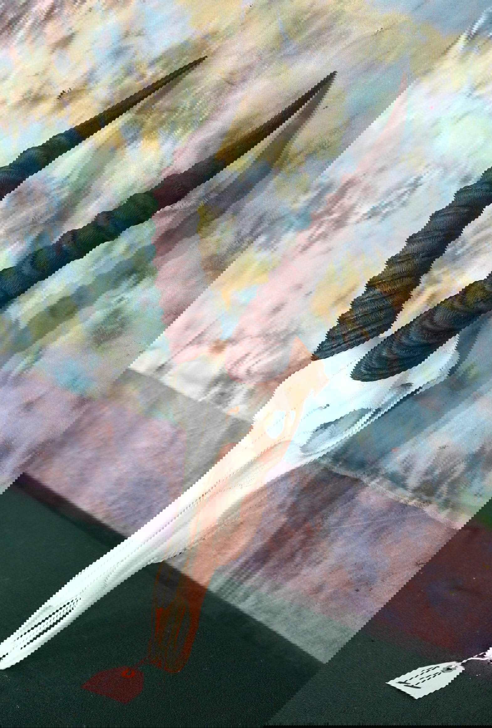 African Topi Antelope Skull Taxidermy Auction