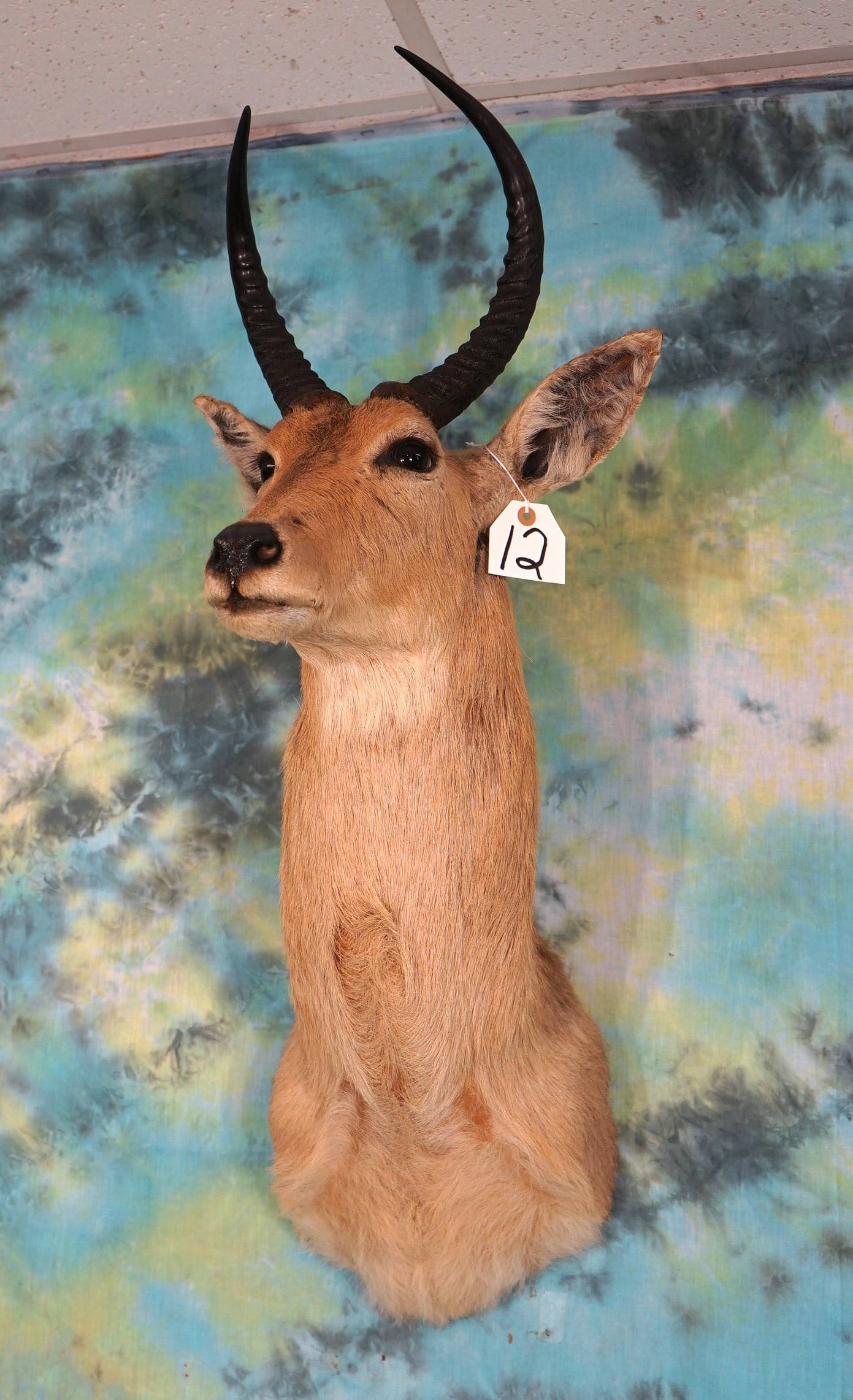 African Common Reedbuck Shoulder Taxidermy Mount Auction