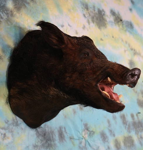 Wild Boar Feral Hog Shoulder Taxidermy Mount