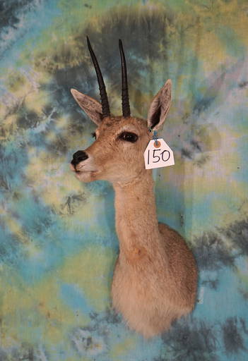 African Vaal Rhebok Pygmy Antelope Shoulder Mount Taxidermy
