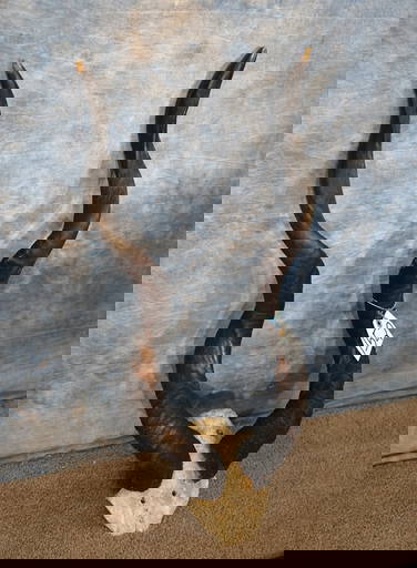 Gold Medal High Record Book African Lesser Kudu Horns Taxidermy