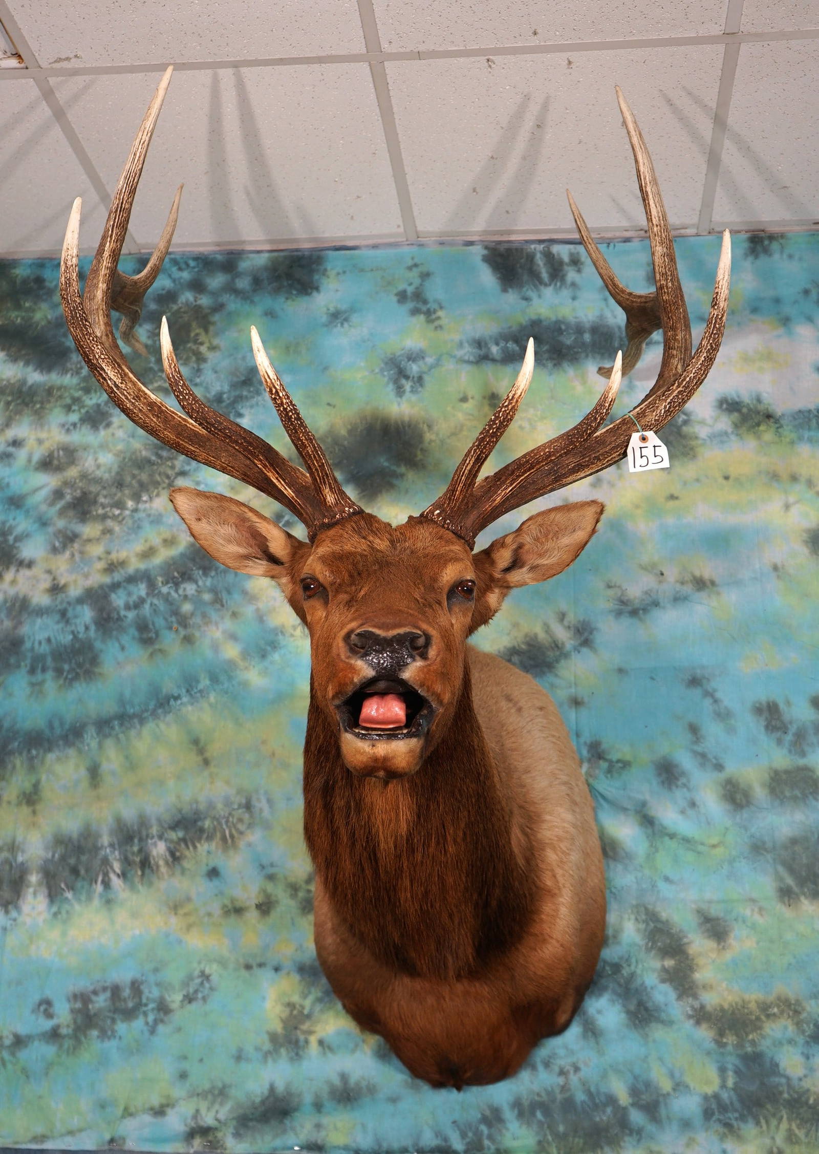 Nice 6 X 6 Bugling Elk Shoulder Taxidermy Mount Auction