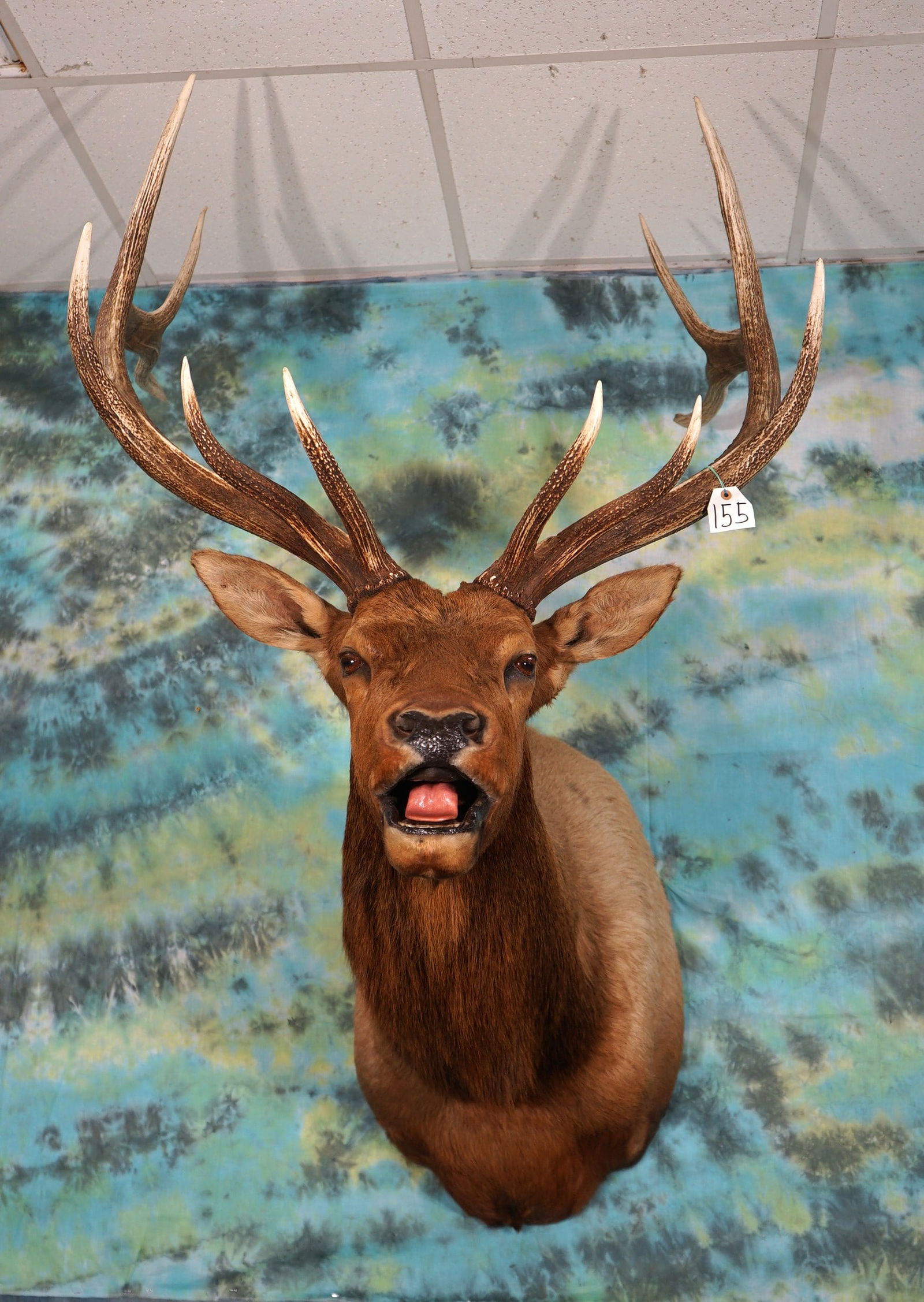 Nice 6 X 6 Bugling Elk Shoulder Taxidermy Mount Auction