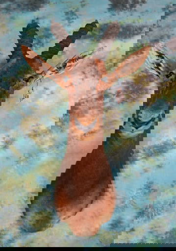 East African Topi Shoulder Mount Taxidermy