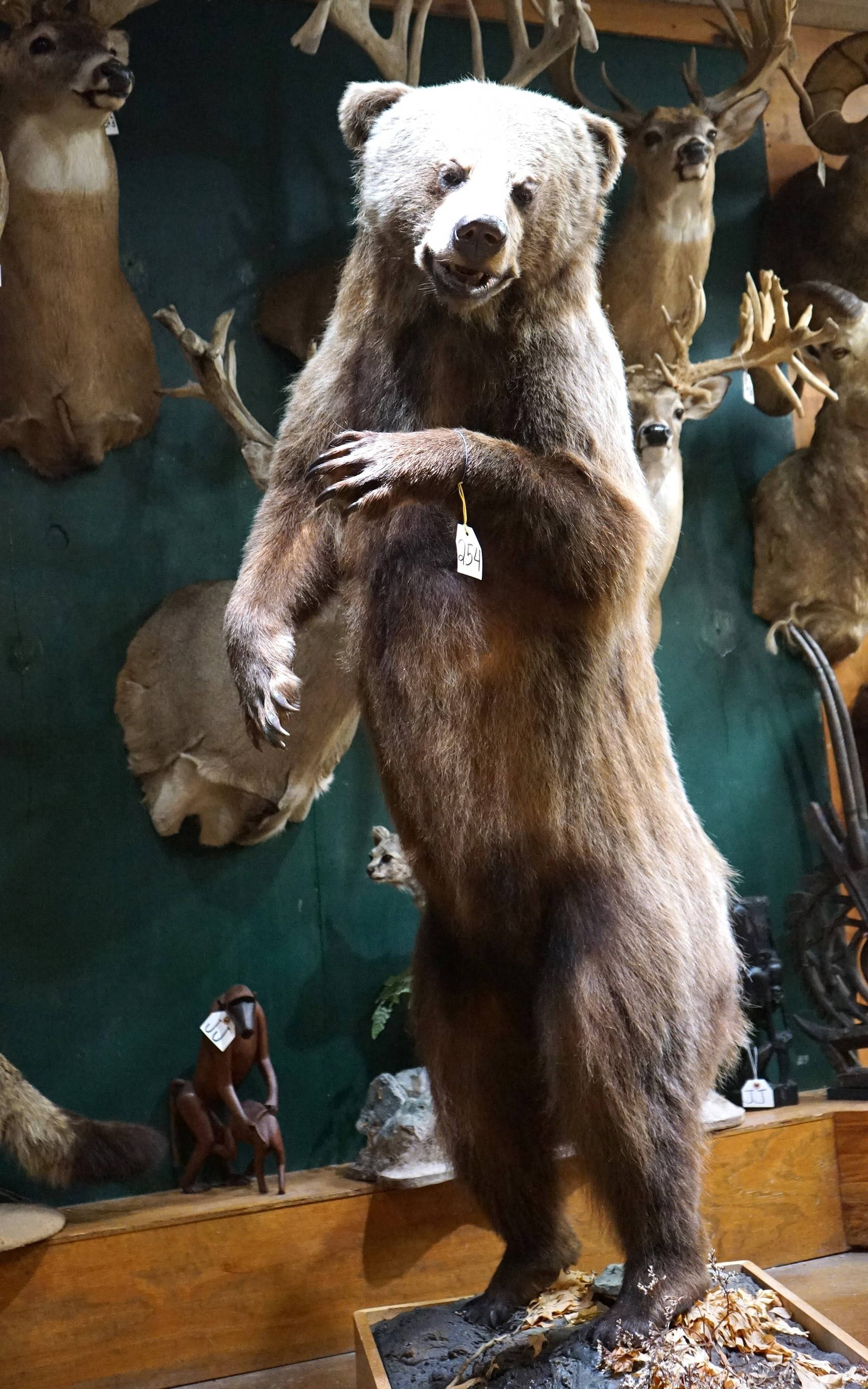 Full Body Interior Grizzly Bear Taxidermy Mount Auction