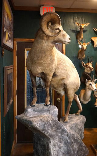 Full Body Rocky Mountain Bighorn Sheep Taxidermy Ram Mount