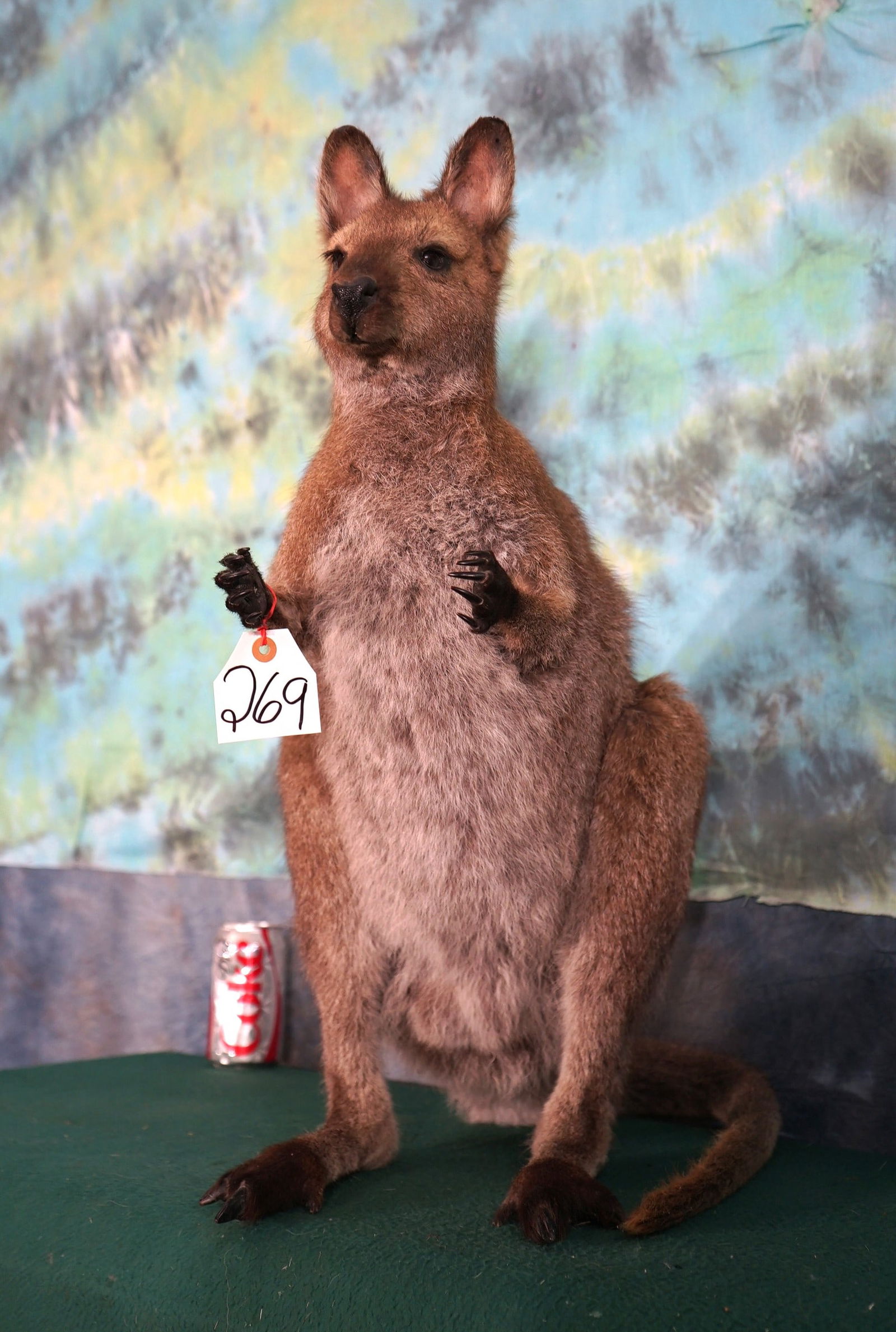 Full Body Wallaby Taxidermy Mount Auction