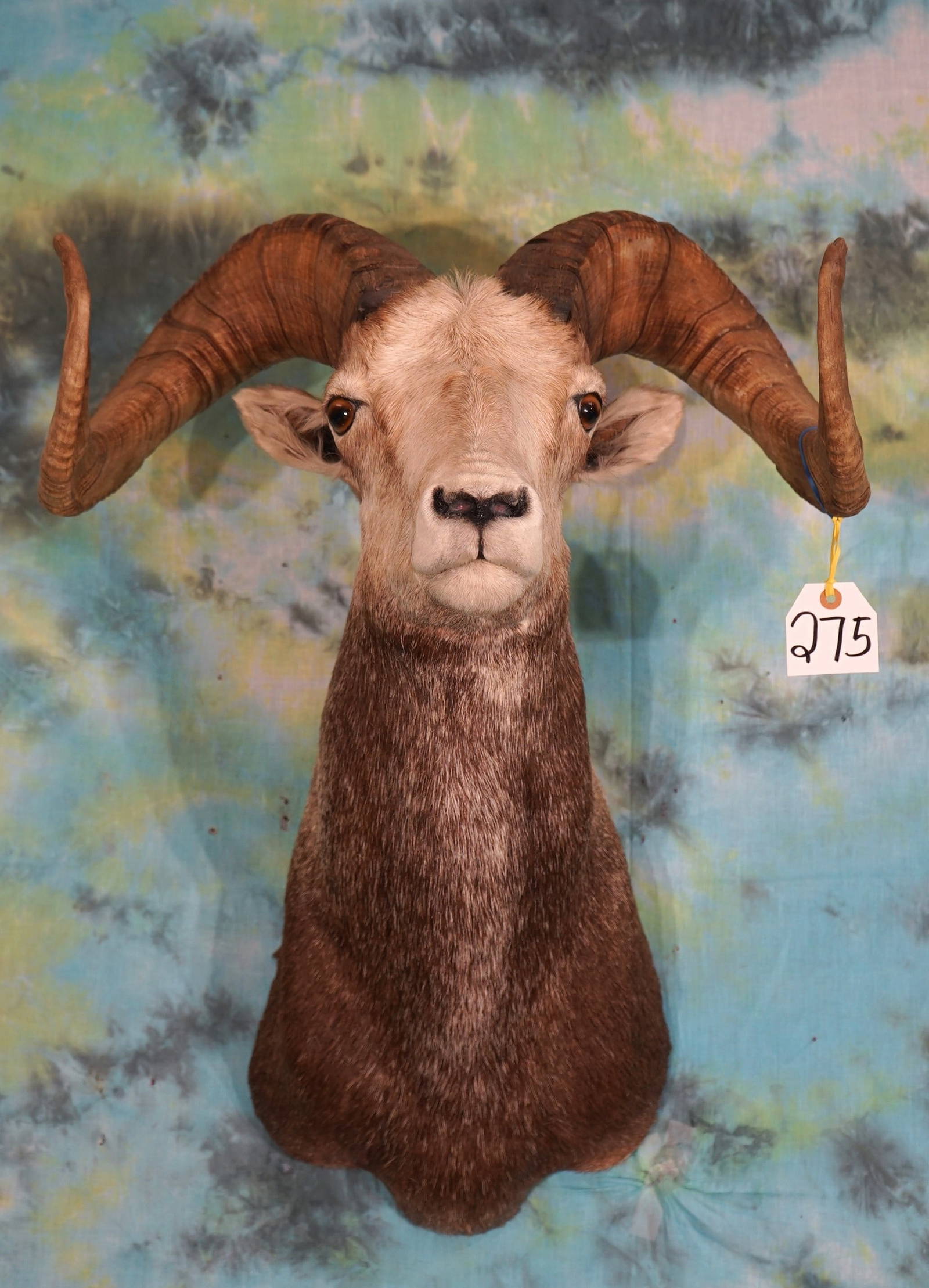 Stone Sheep Shoulder Ram Taxidermy Mount Auction