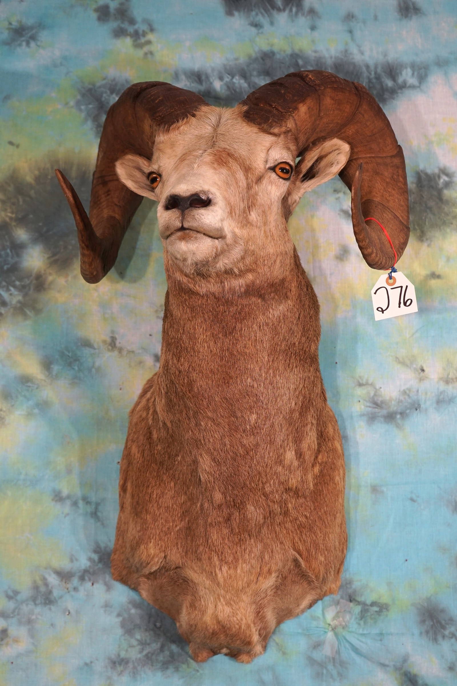 Rocky Mountain Bighorn Sheep Shoulder Taxidermy Mount Auction
